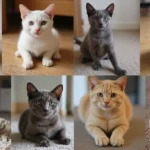 27 Adorable Munchkin Cat Photos and Facts You Must See - Meowsera Blog